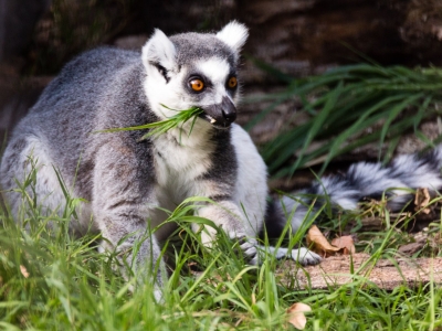 Ringstaartmaki - Dier - De Zonnegloed - Dierenpark - Dieren ...