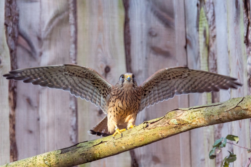 Torenvalk - Dier - De Zonnegloed - Dierenpark - Dieren opvangcentrum ...