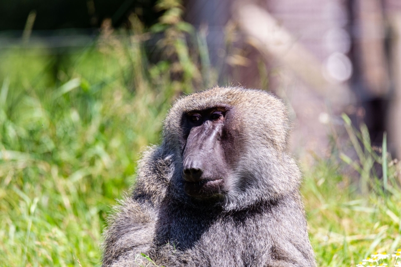 Groene baviaan - Dier - De Zonnegloed - Dierenpark - Dieren ...
